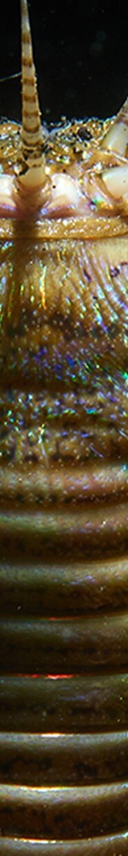 Snapping Death Worms Can Hide Undetected For Years BBC Earth