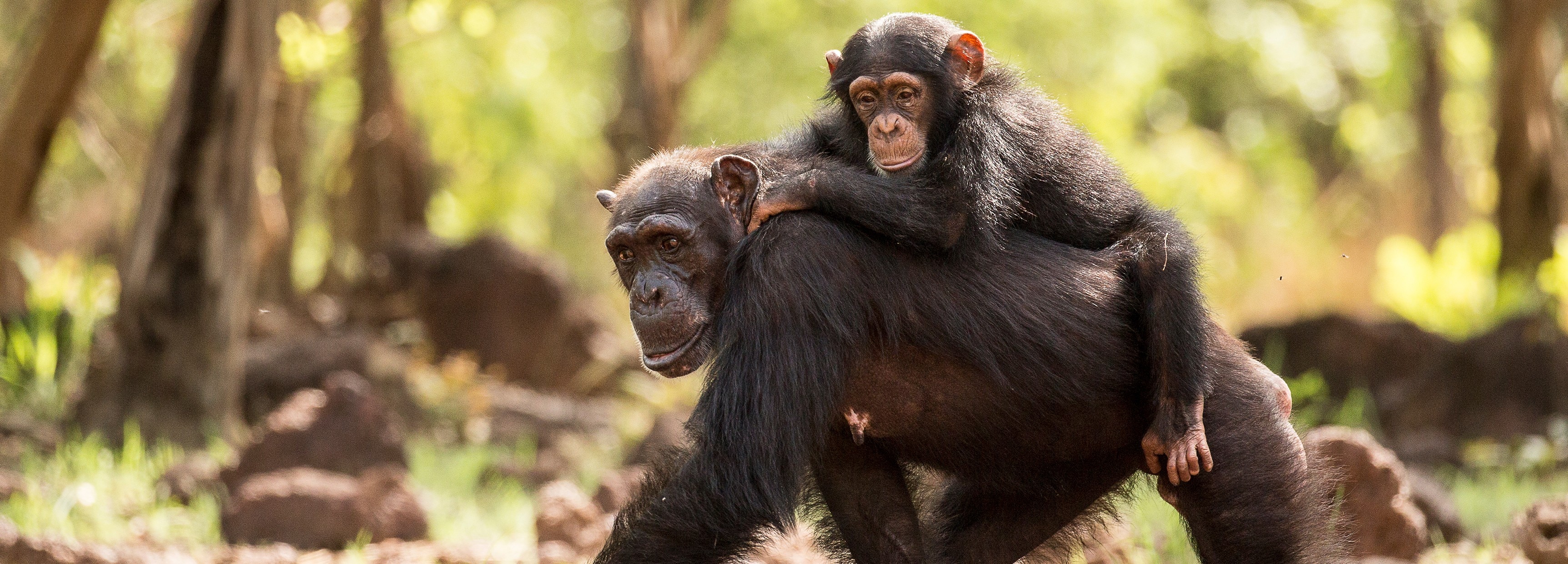 Meet the Characters | BBC Earth