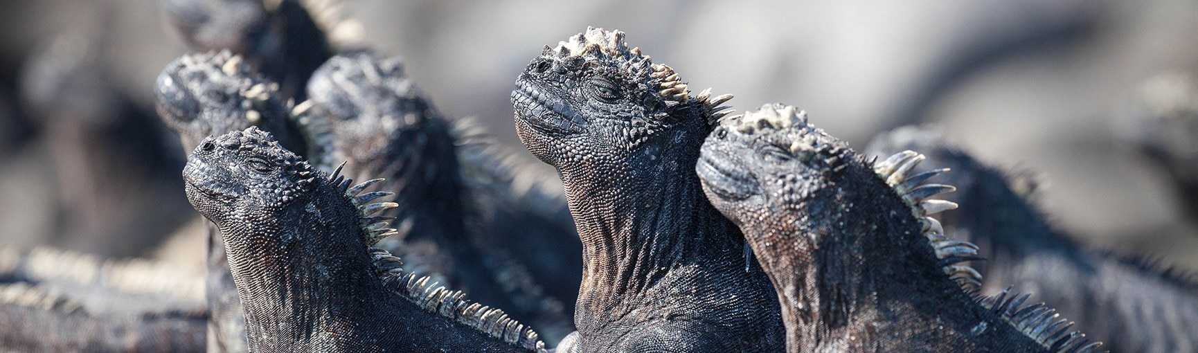 Creating in lockdown | BBC Earth