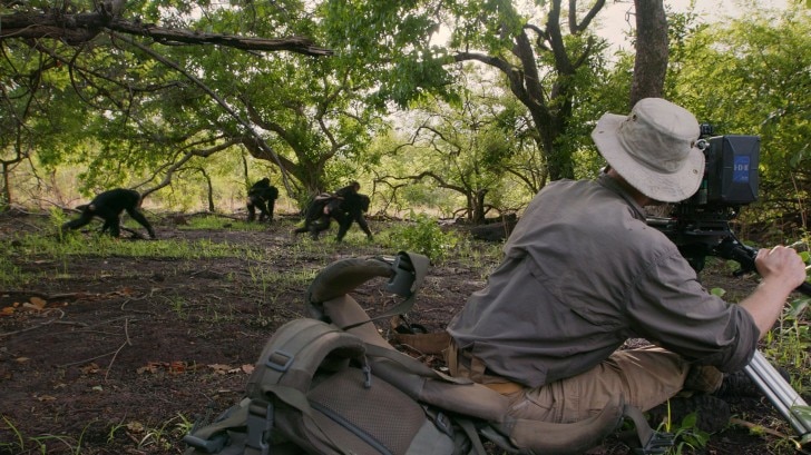 What happened to David the chimp from Dynasties? | BBC Earth