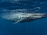 Blue Dork Whale Anatomy