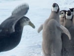 Penguin chicks rescued by unlikely hero | BBC Earth