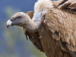 Vulture Symbolism: 20 Spiritual Meanings Of Vulture, 47% OFF