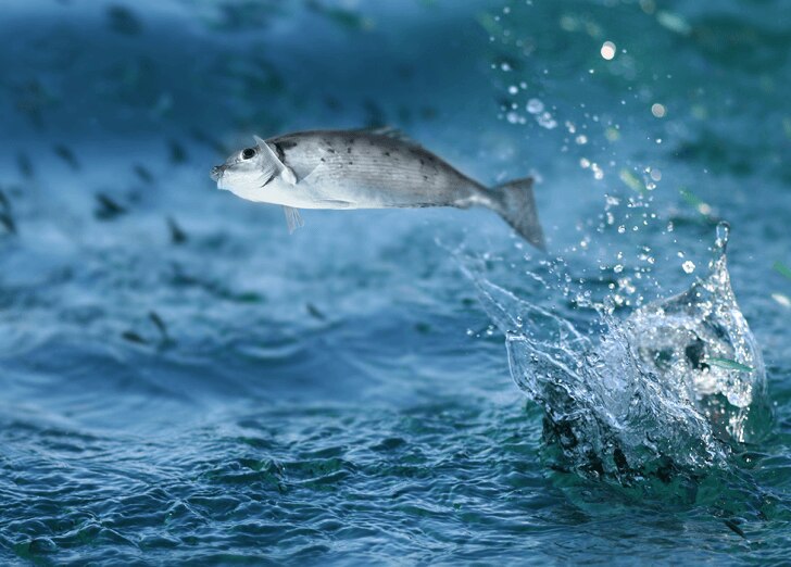 All Fur and Games: Why Do Animals Play? | BBC Earth