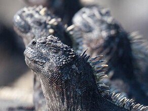 Creating in lockdown | BBC Earth