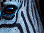 The great zebra migration | BBC Earth