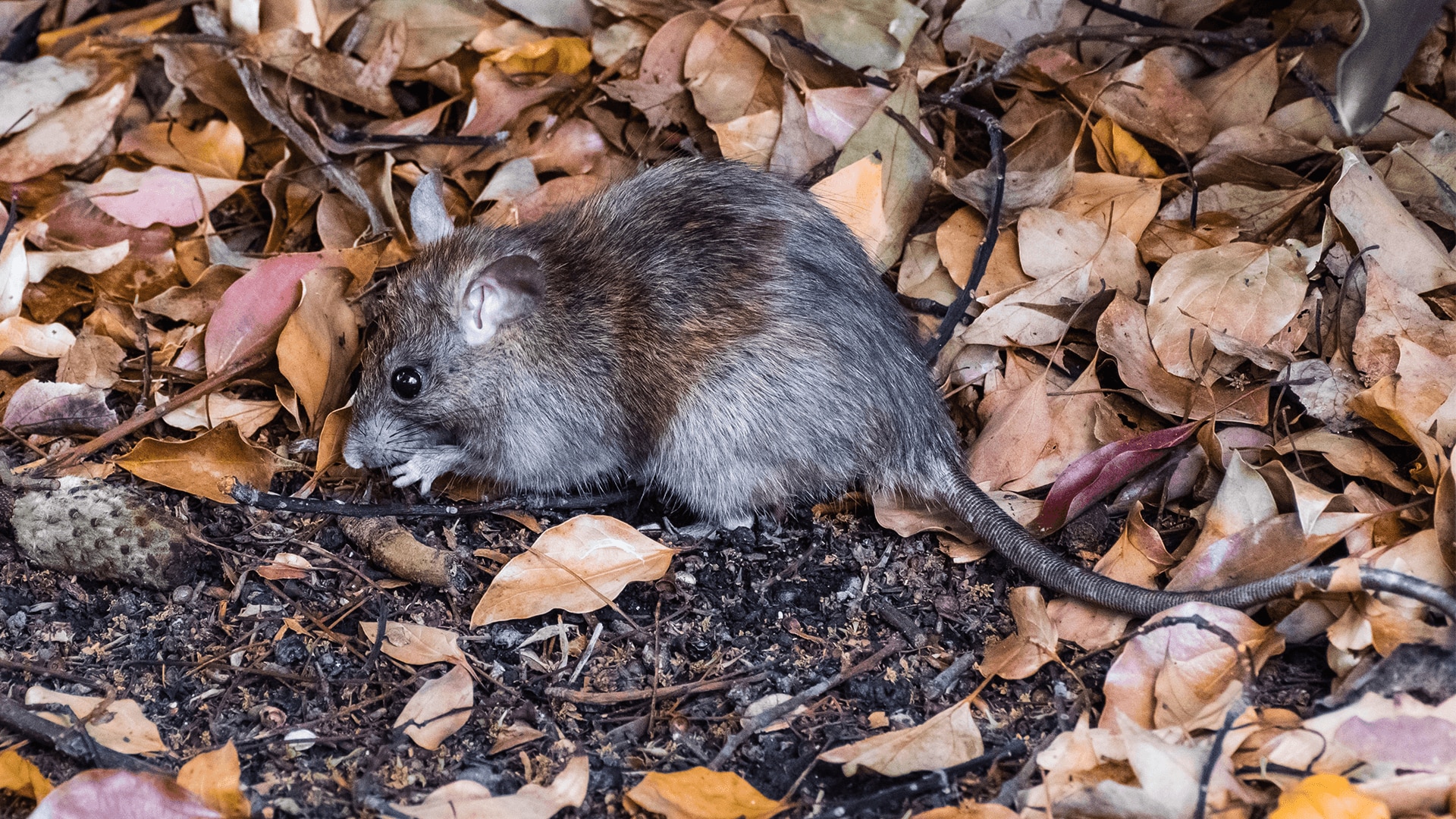 Seven animals who mate for life | BBC Earth