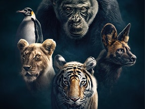 Dynasties | BBC Earth