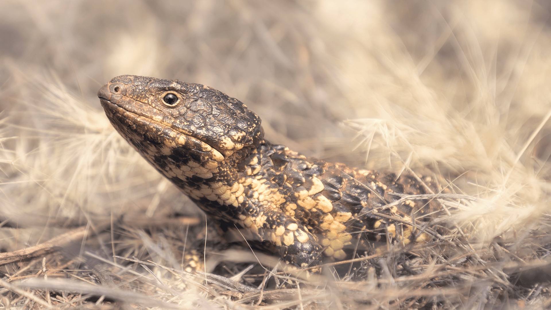 Seven animals who mate for life | BBC Earth