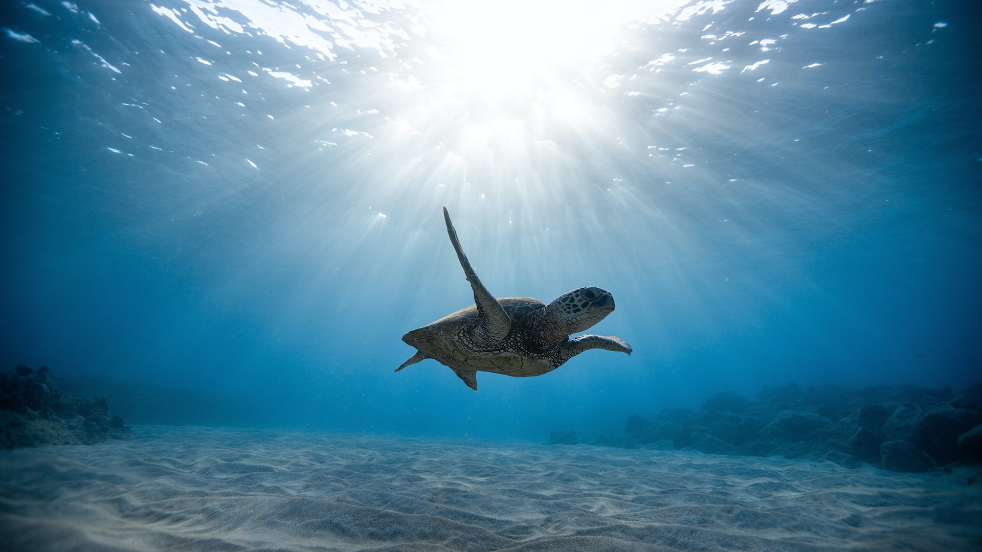 Relax with Nature | BBC Earth