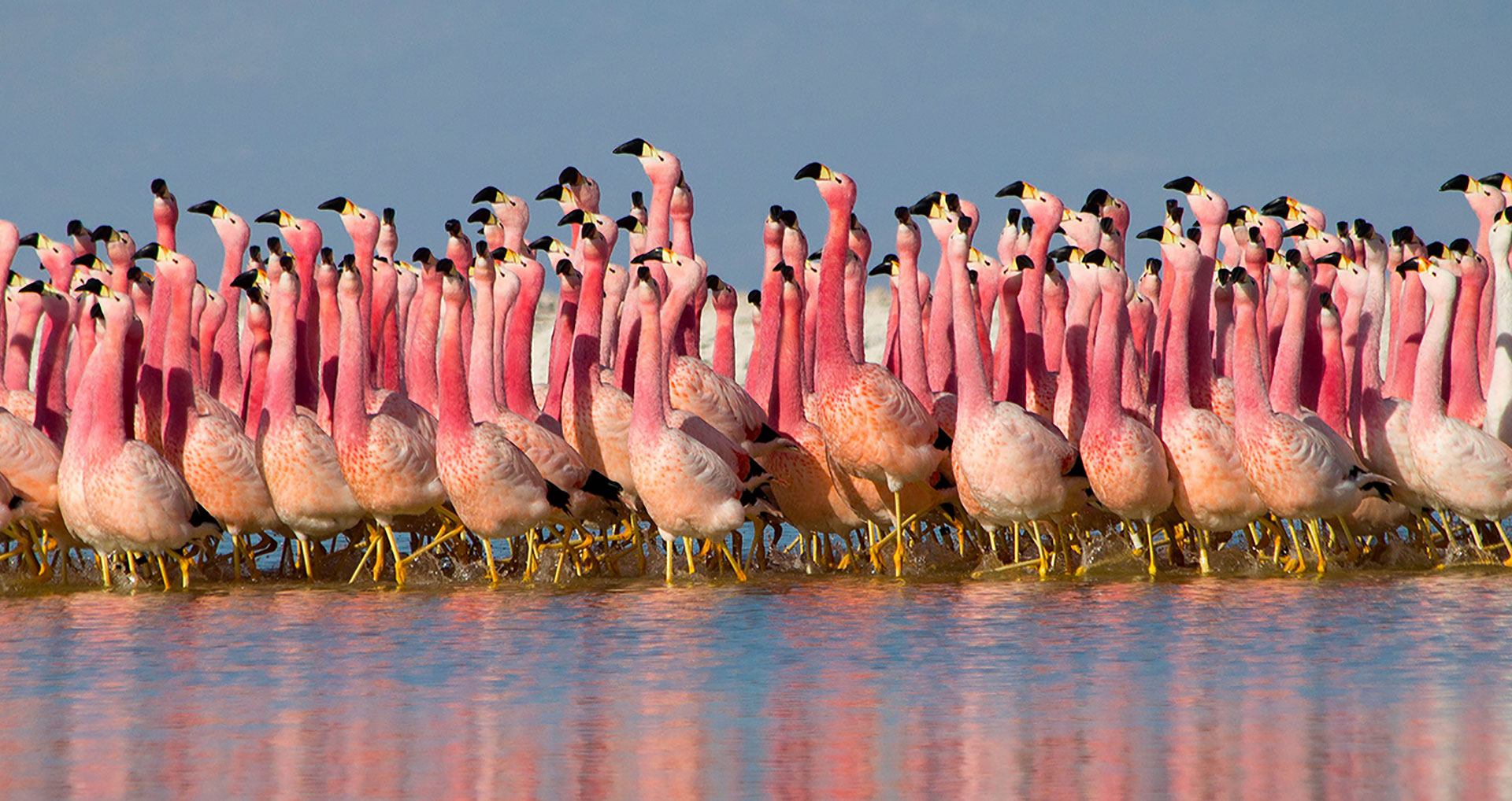 Win a BBC Earth x John Lewis & Partners Flamingo Tote Bag | BBC Earth