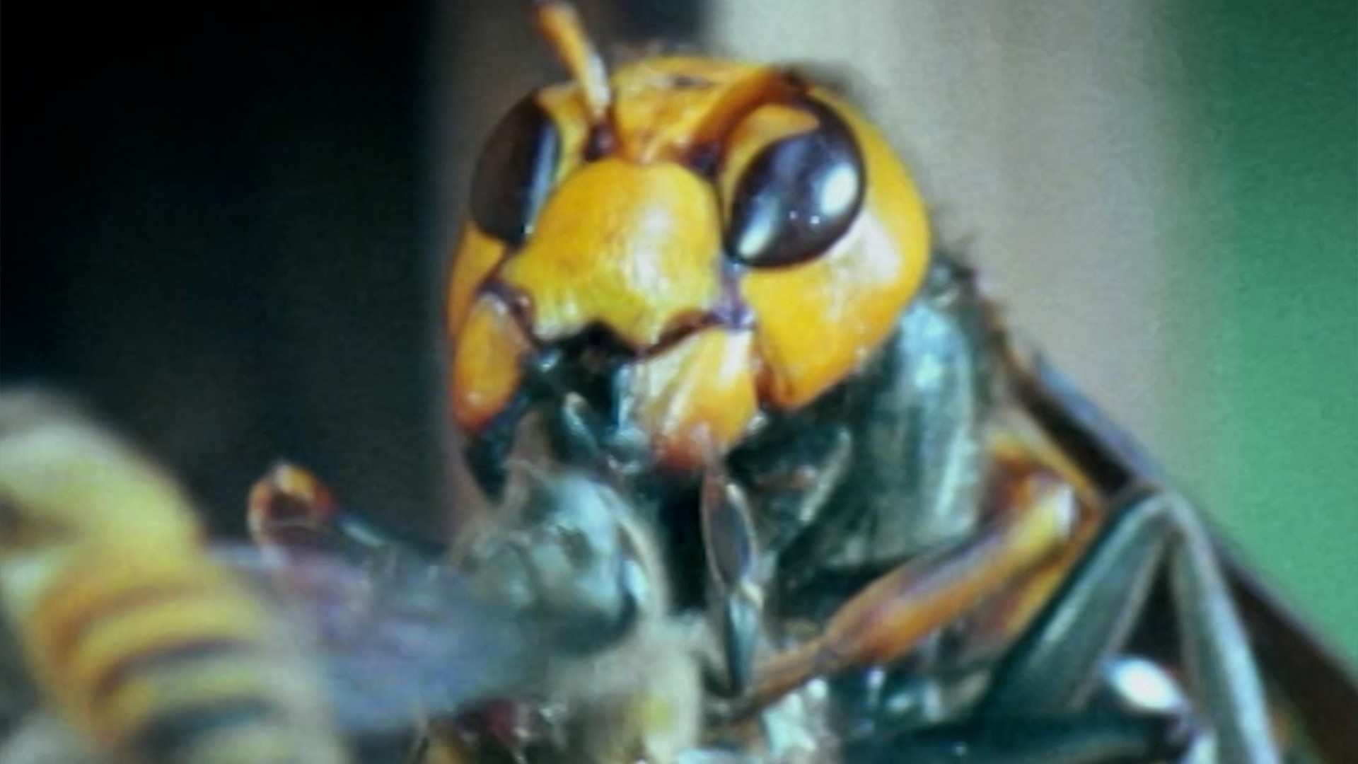 What is the point of wasps? | BBC Earth