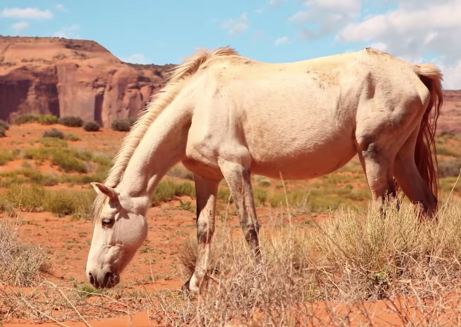 Wild horses are ecosystem engineers | BBC Earth