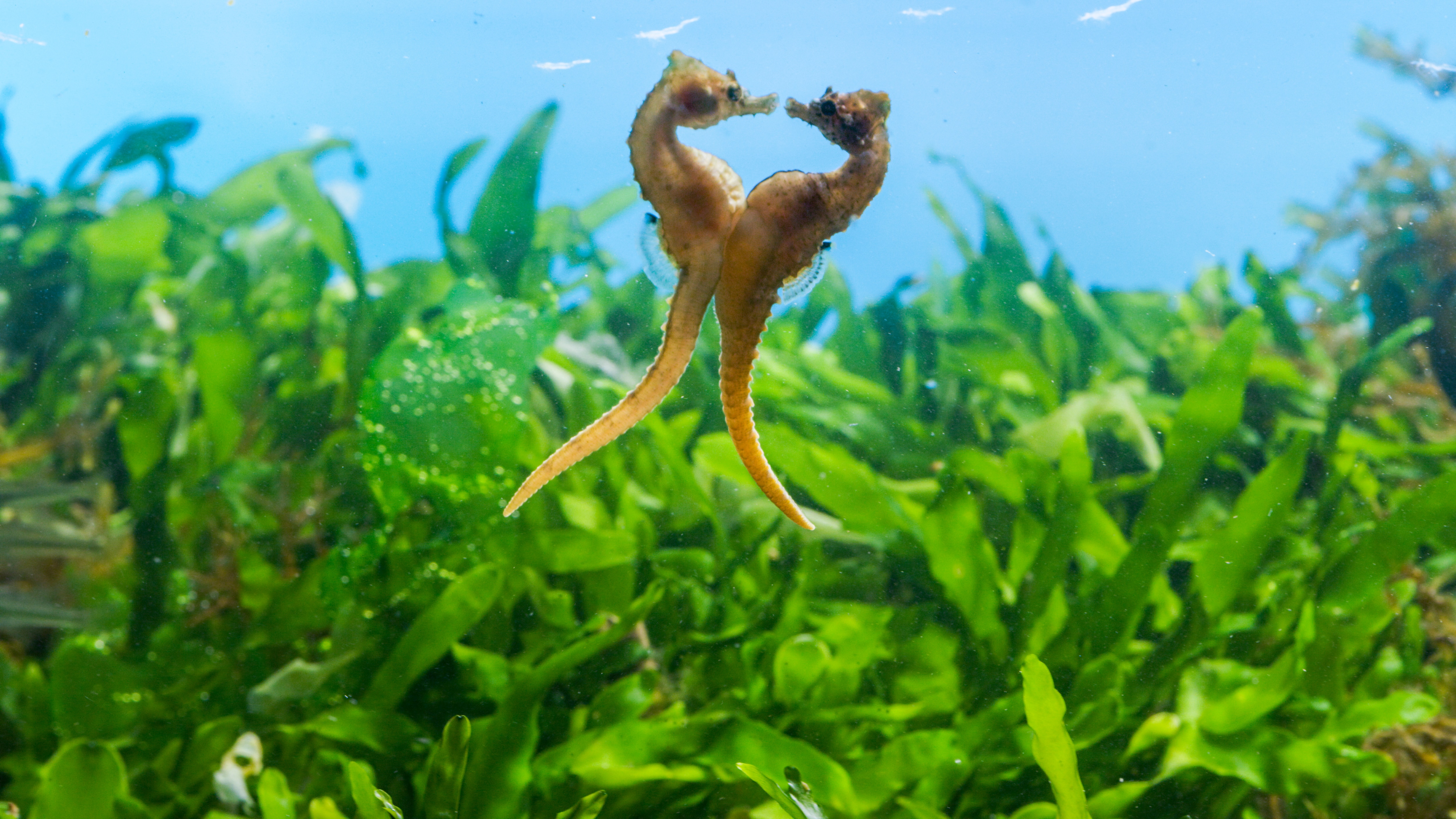 How well do you know the animal dating scene? | BBC Earth