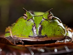 An explosion of breeding frogs | BBC Earth
