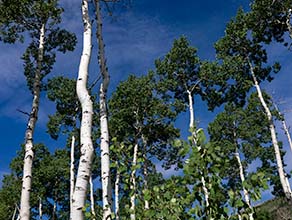 Can trees really live forever? | BBC Earth