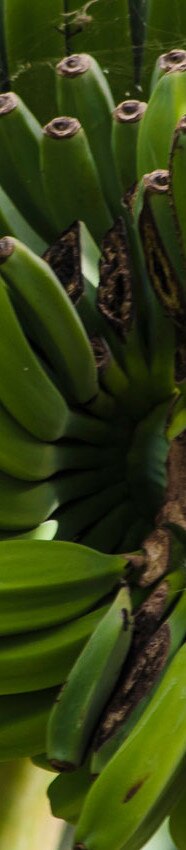 Six Incredible And Unusual Eco Innovations BBC Earth