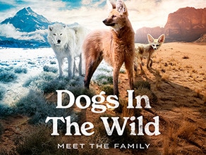 Dogs in the Wild: Meet the Family | BBC Earth