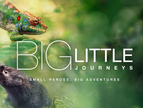 Big Little Journeys | BBC Earth