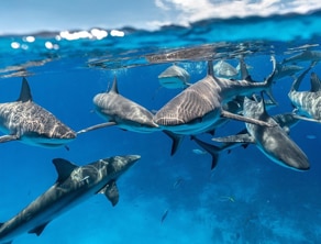 Shark Facts | Fish | BBC Earth | BBC Earth