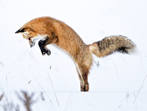 Fox Facts | Mammals | BBC Earth
