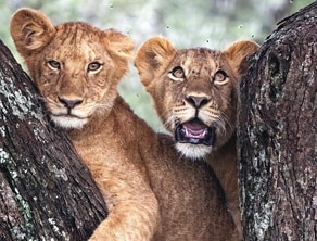 Lion Facts | Mammals | BBC Earth