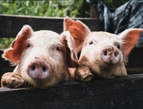 Pig Facts | Mammals | BBC Earth