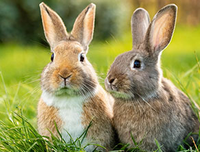 Rabbit facts | Mammals | BBC Earth