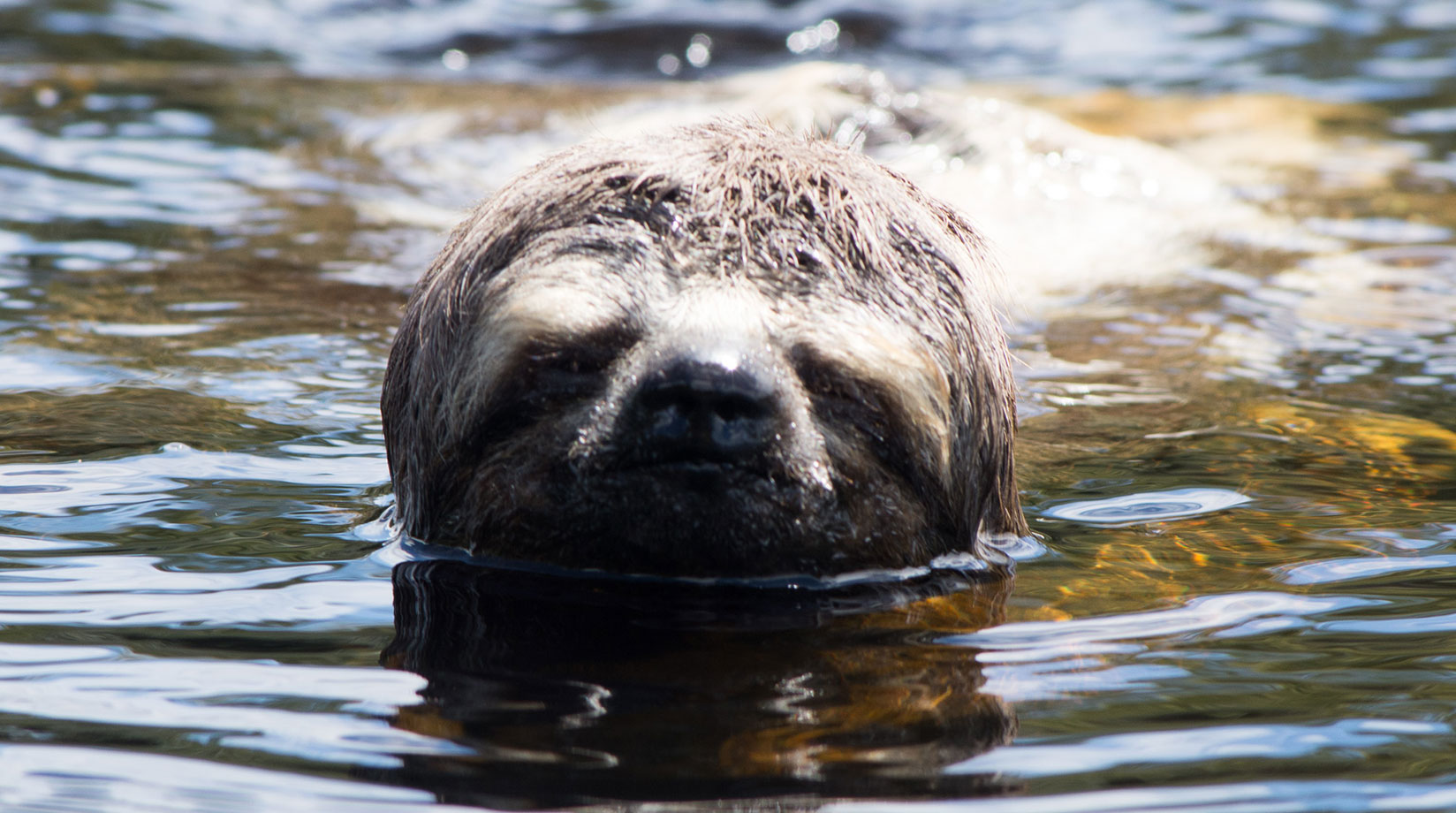 Sloth facts | Mammals | BBC Earth