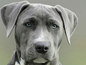 Dog Fact File | Mammals | BBC Earth