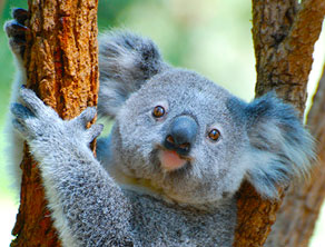 Koala | Mammals | BBC Earth