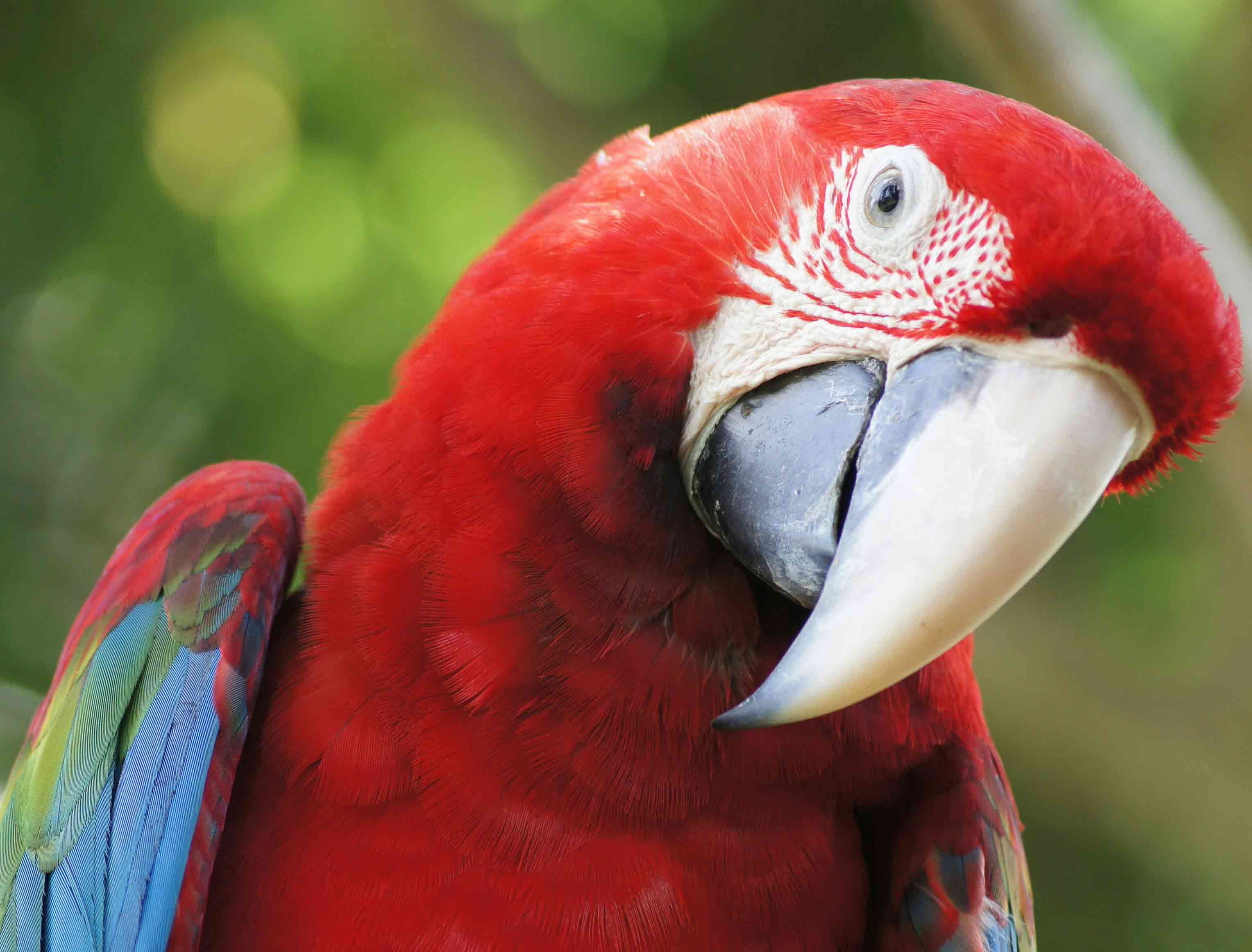 Parrot | Birds | BBC Earth