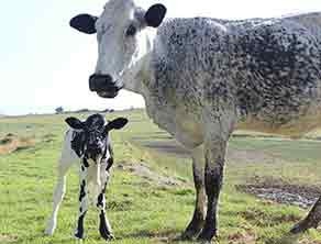 Cattle facts | Mammals | BBC Earth