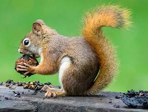 Squirrel facts | Mammals | BBC Earth