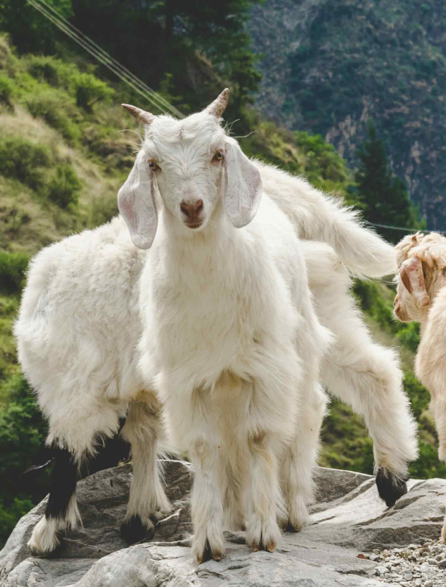 Goat Facts | Mammals | BBC Earth | BBC Earth