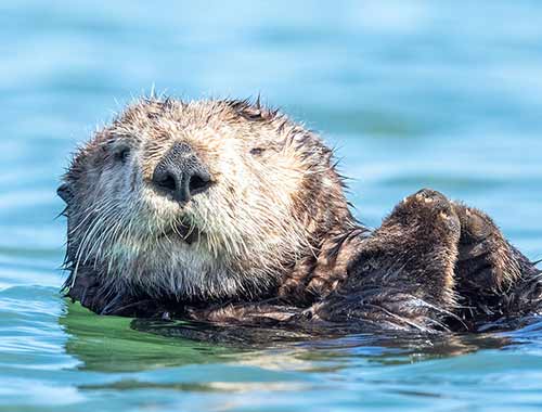 Otter Facts | Mammals | BBC Earth