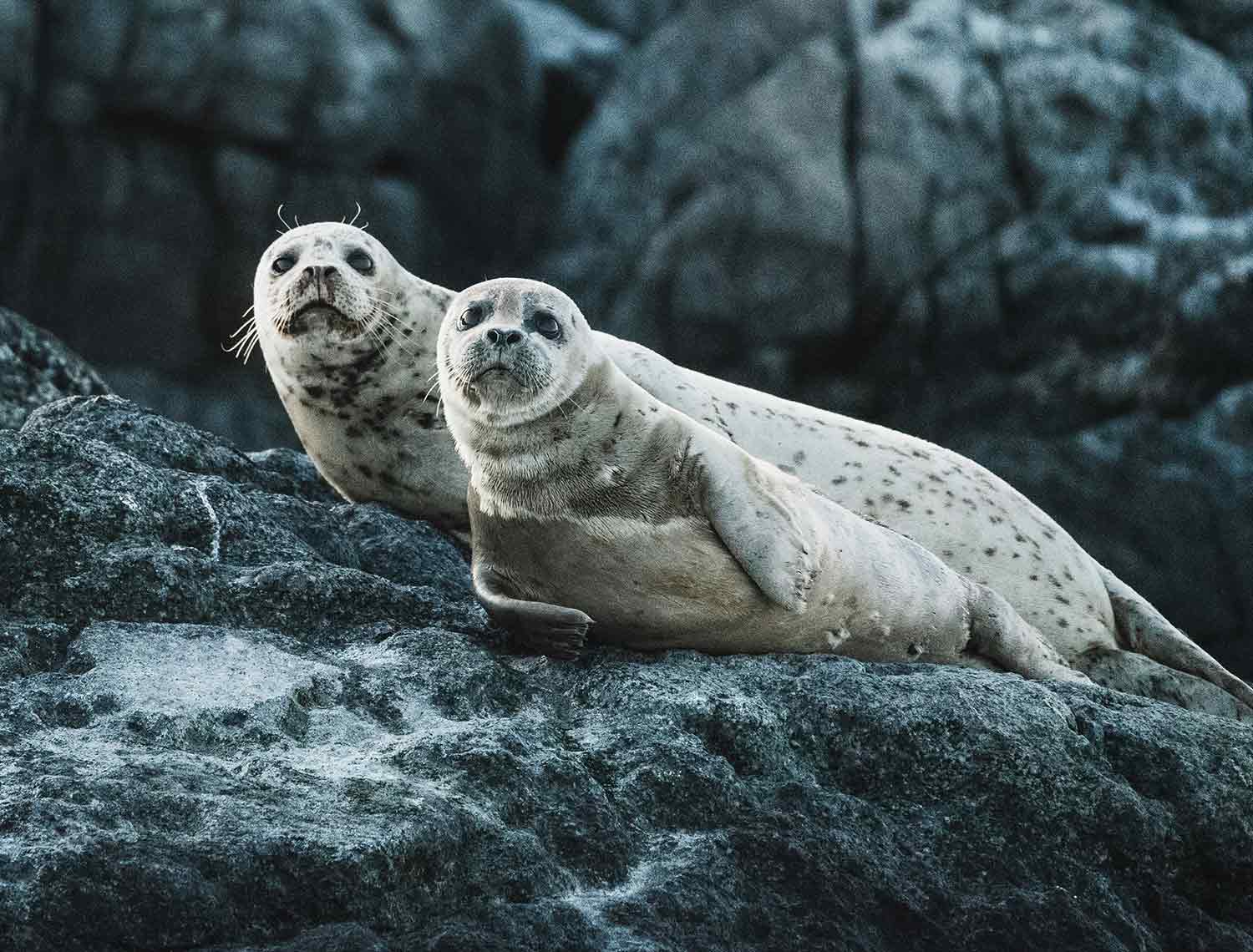 Seal Facts | Mammals | BBC Earth | BBC Earth
