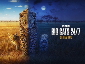 Big Cats 24/7 Series Two | BBC Earth