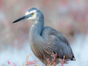 Herons | Birds | BBC Earth