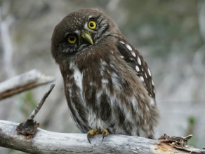 Owl Facts | Birds | BBC Earth