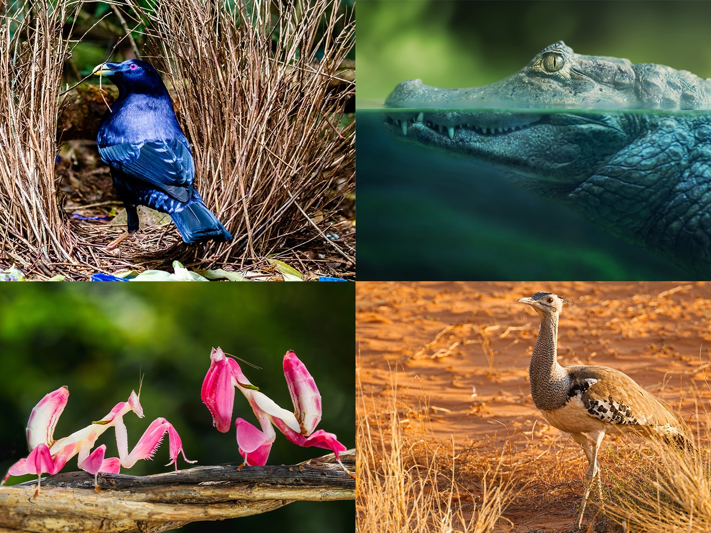 Love in the Wild: Test Your Animal Romance Knowledge | BBC Earth
