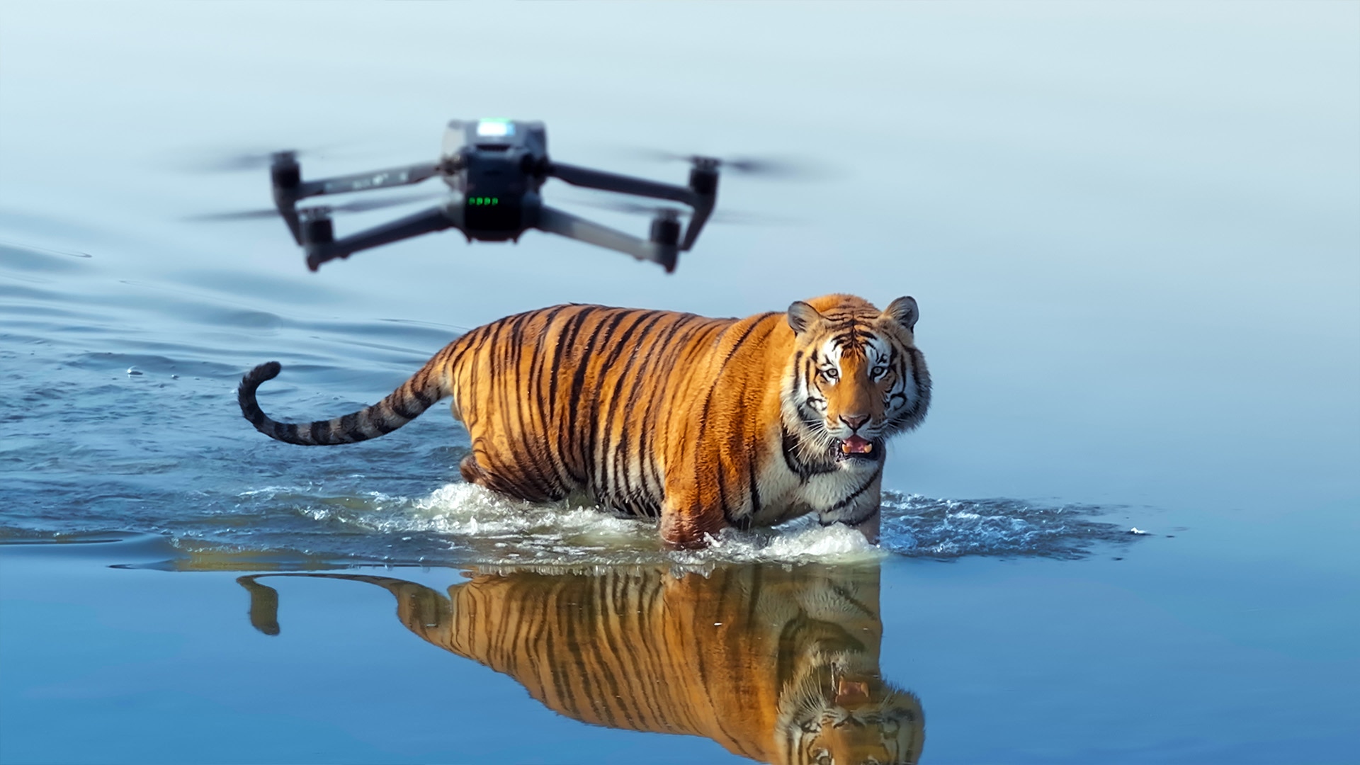 Tiger Island | BBC Earth