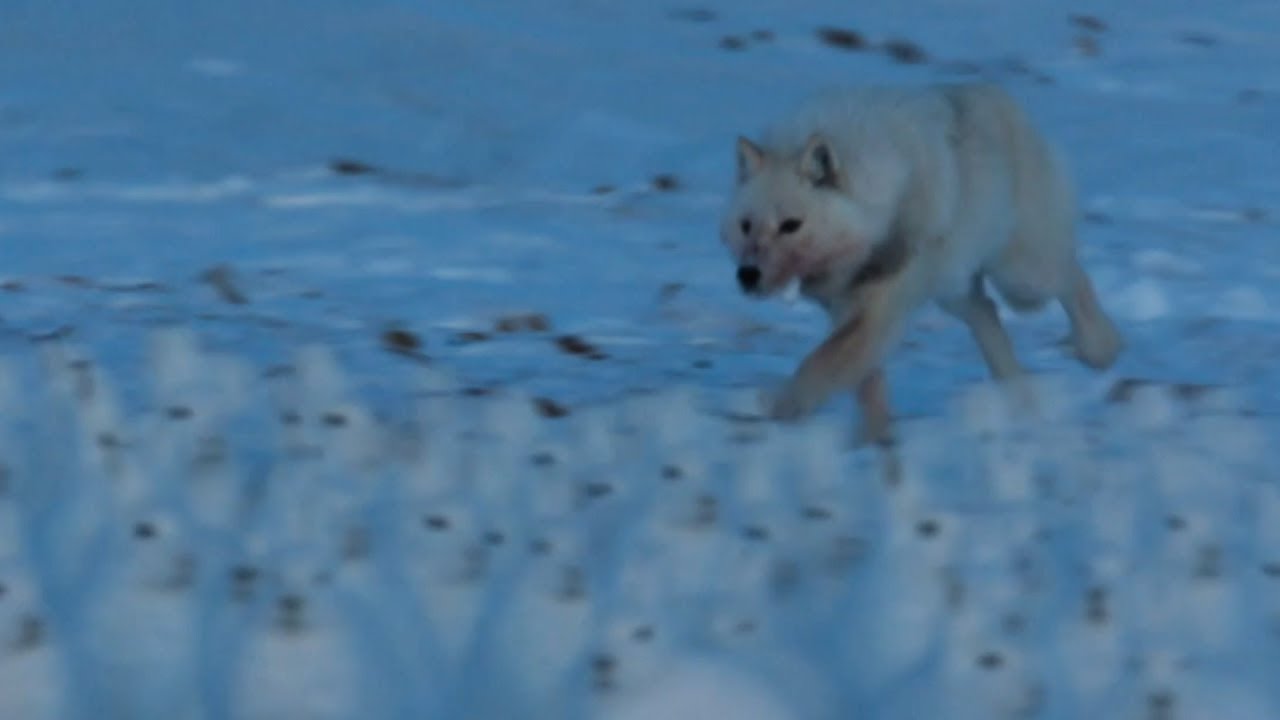 A Perfect Planet | BBC Earth