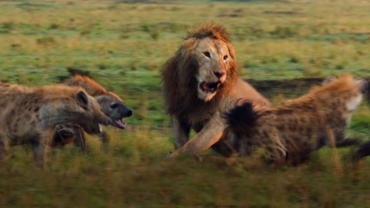 Dynasties | BBC Earth