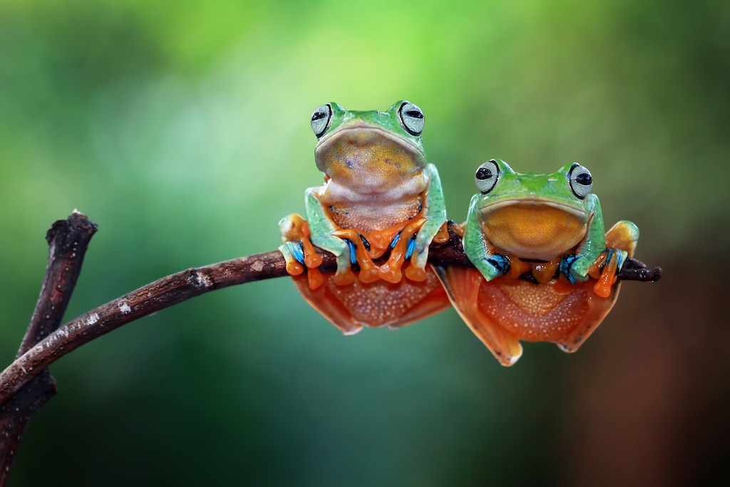 Frog Facts | Amphibians & Reptiles | BBC Earth