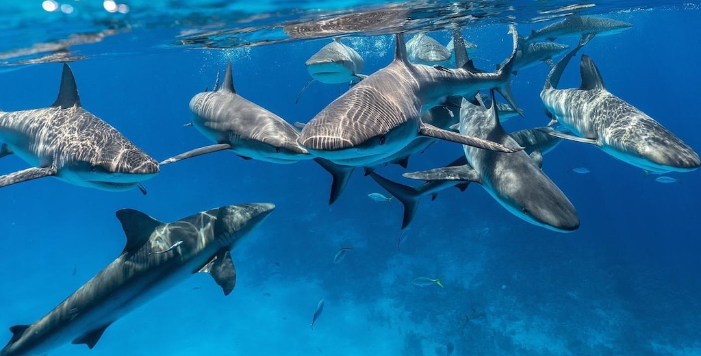 Shark Facts | Fish | BBC Earth