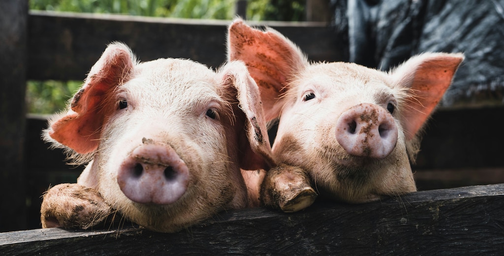 Pig Facts | Mammals | BBC Earth