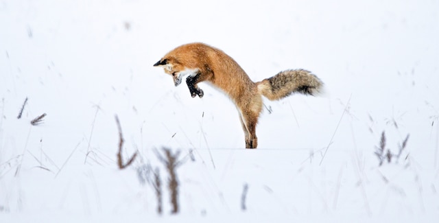 Fox Facts | Mammals | BBC Earth
