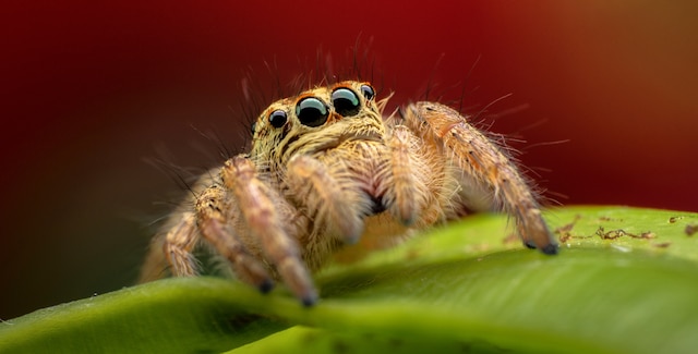Spider facts | Insects & Arachnids | BBC Earth