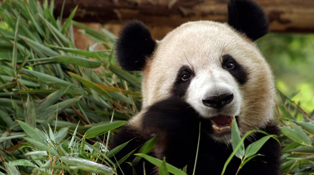 Panda Facts | Mammals | BBC Earth